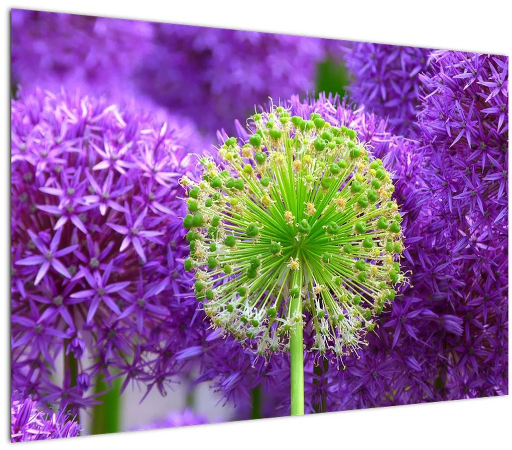 Obraz květiny (100x70 cm), 40 dalších rozměrů