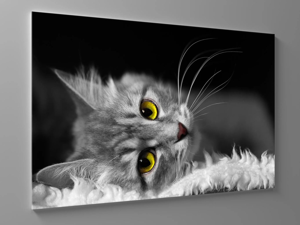 Liox Černobílý obraz kočka Rozměr: 120 x 80 cm