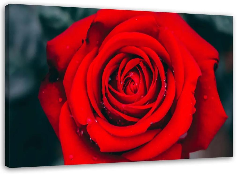 Obraz na plátně Krásný červený květ růže - 90x60 cm