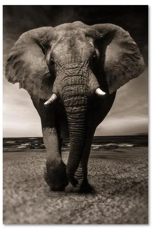 Obraz na plátně Afrika Slon černobílý - 40x60 cm