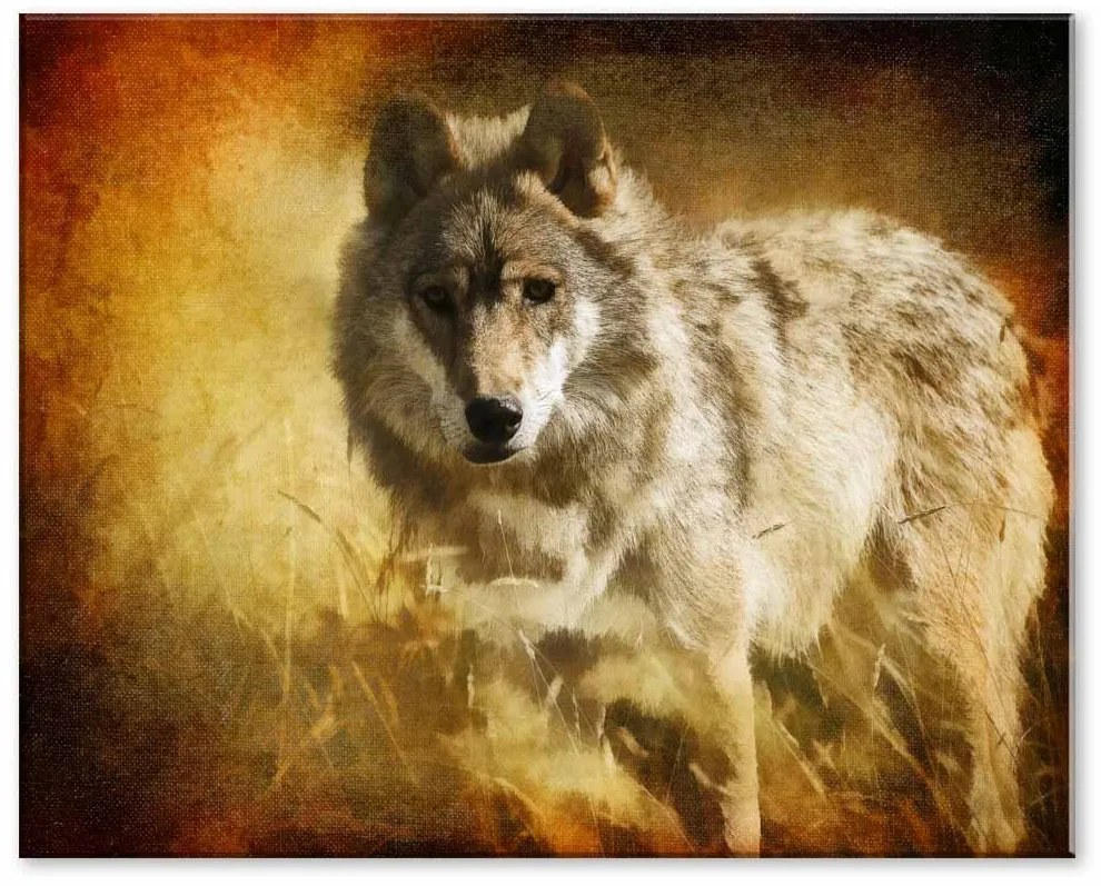Obraz vlk Velikost (šířka x výška): 25x20 cm