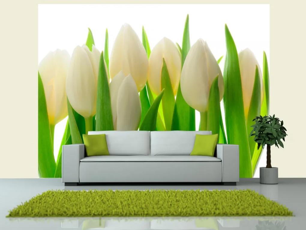Fototapeta bílé tulipány (150x116 cm) - Murando DeLuxe