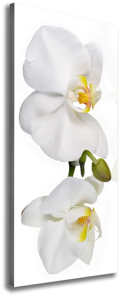 Wallmuralia Foto obraz na plátně Bílá orchidej 50x125 cm