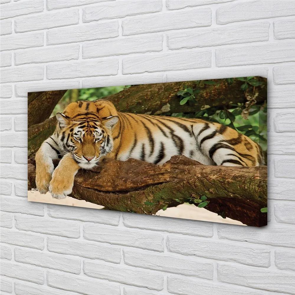 Obrazy na plátně tiger tree 100x50 cm