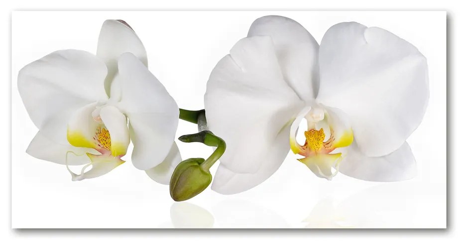 Wallmuralia Foto obraz skleněný horizontální Orchidej 100x50 cm