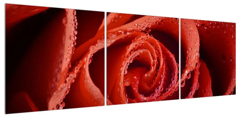 Obraz červené růže (150x50 cm)