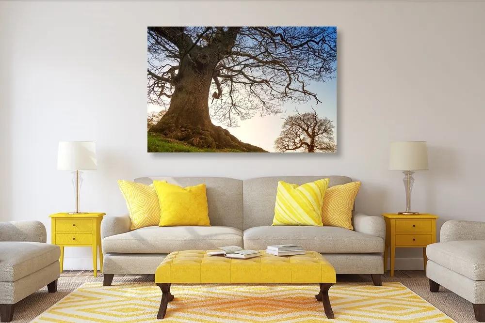 Obraz symbióza stromů - 60x40 cm