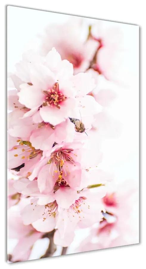 Wallmuralia Foto obraz akrylový Květ mandloně 60x120 cm