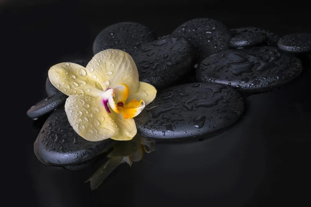 Fototapeta Zen kameny se žlutou orchidejí