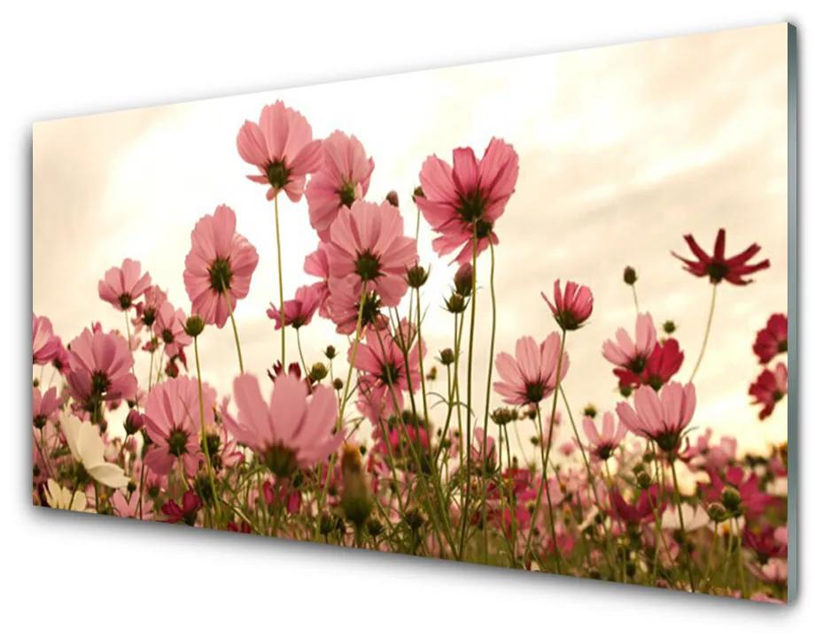 Plexisklo-obraz Polní Květiny Louka Příroda 140x70 cm