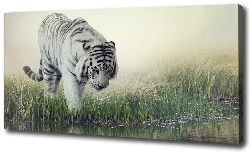 Wallmuralia Foto obraz na plátně Bílý tygr 100x50 cm