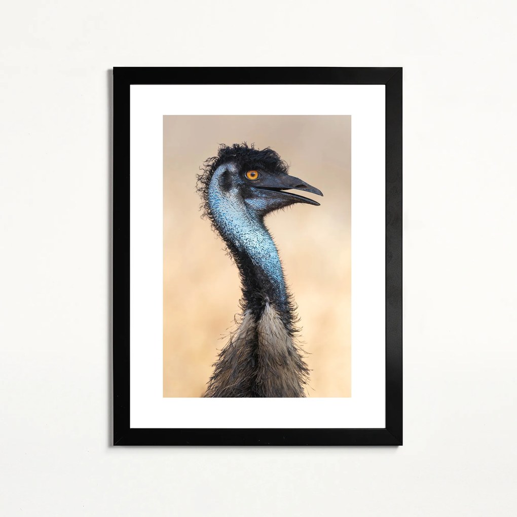 Jakub Hodáň | Emu hnědý Rám: Bílý, Velikost: 30 x 20 cm