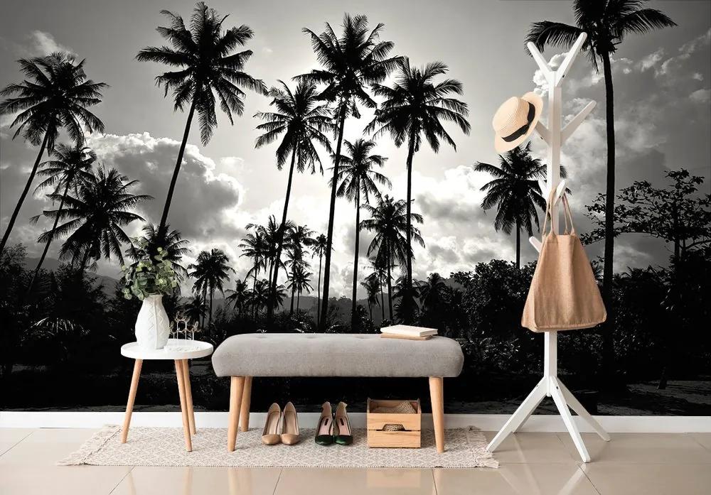 Samolepící tapeta kokosové palmy na pláži v černobílém