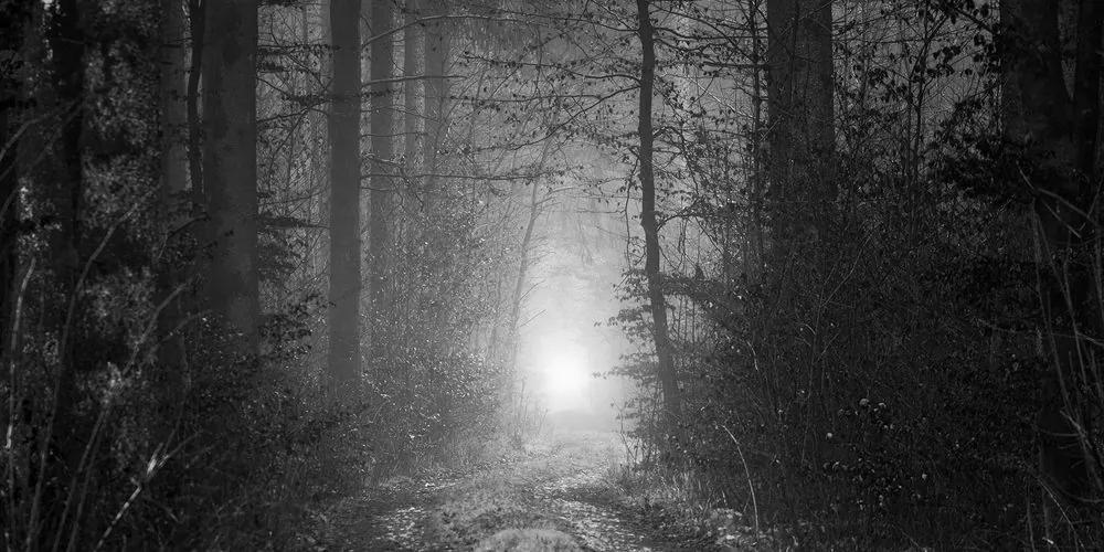 Obraz světlo v lese v černobílém provedení Varianta: 120x60