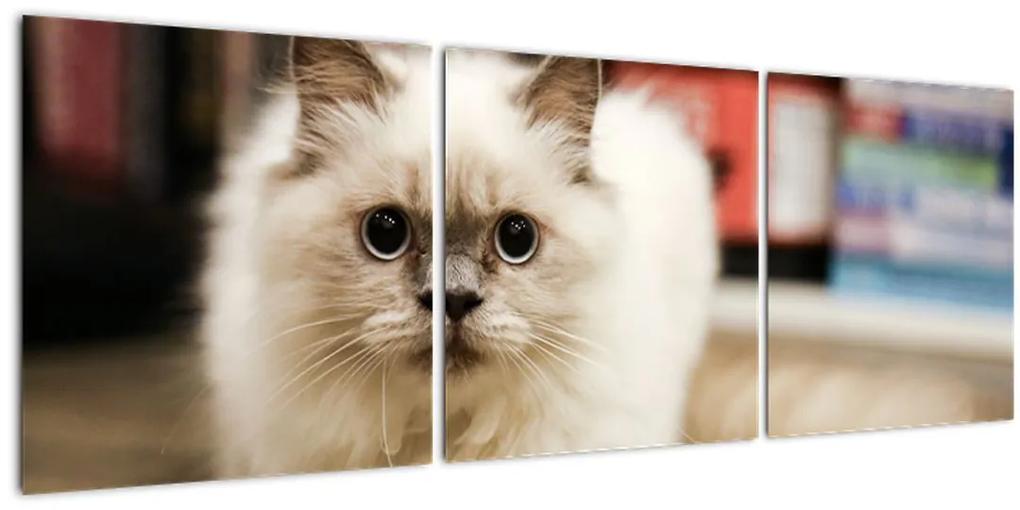 Obraz bílé kočky (120x40 cm), 40 dalších rozměrů