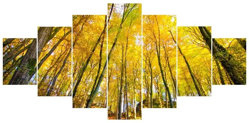Krásný obraz podzimního lesa (210x100 cm), 40 dalších rozměrů