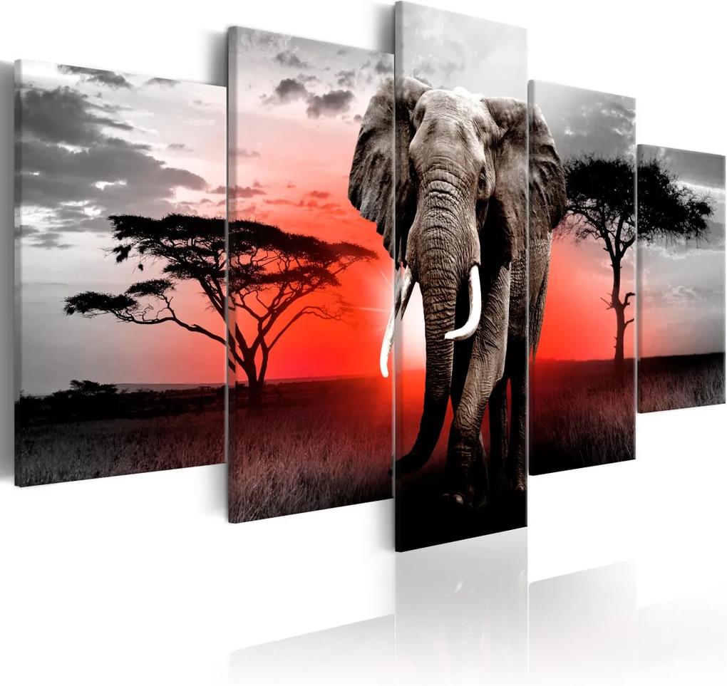 Pětidílné obrazy - slon v Africe III (180x90 cm) - Murando DeLuxe