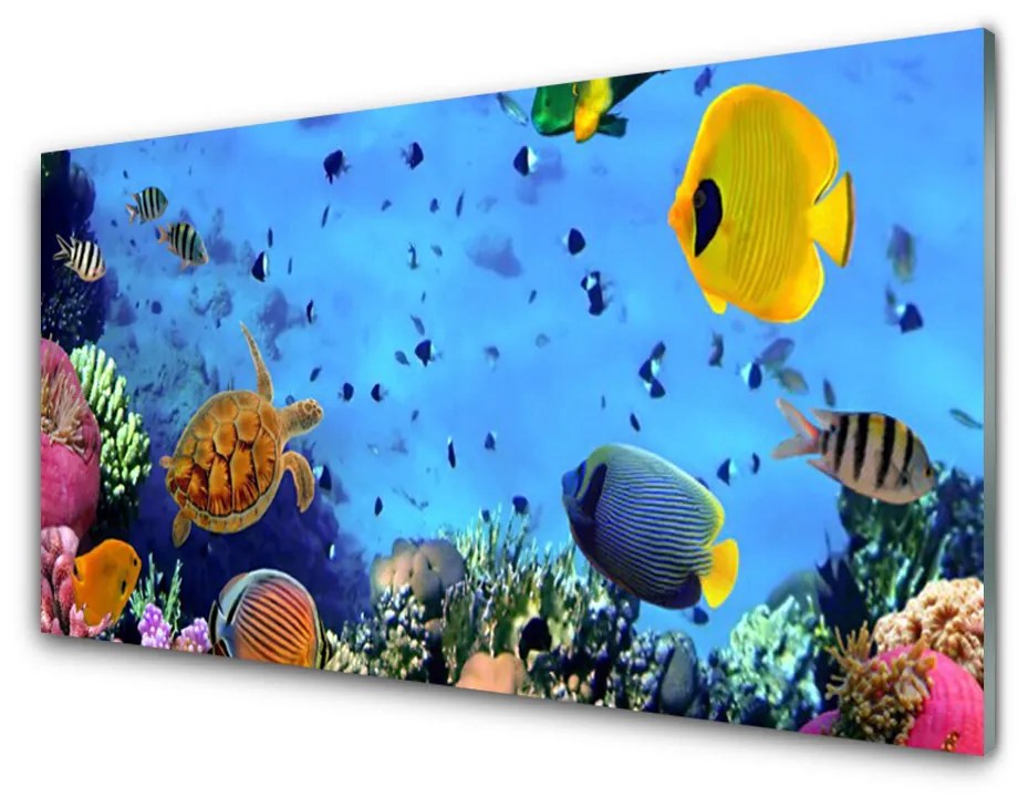 akrylový obraz Korálový Útes Ryba Příroda 100x50 cm