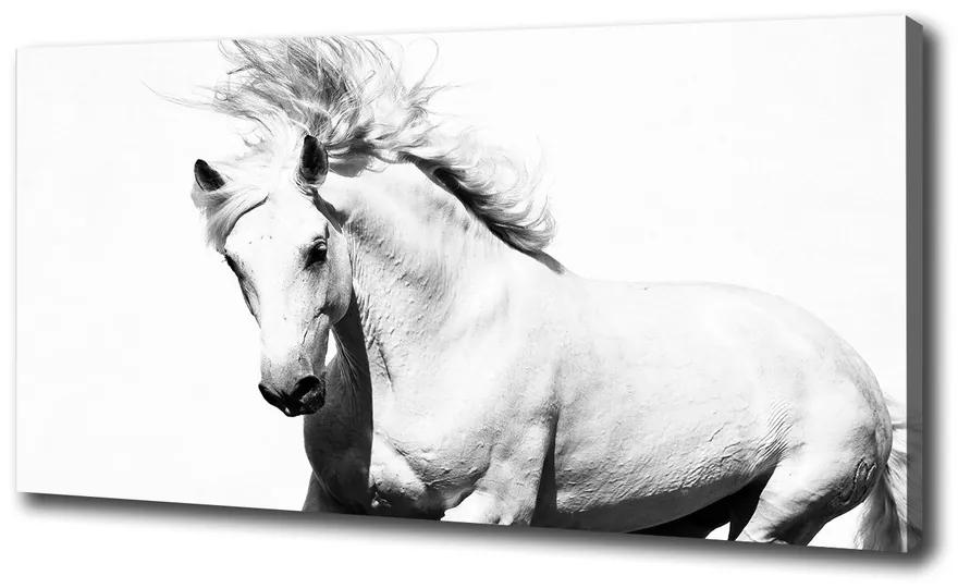 Wallmuralia Moderní obraz canvas na rámu Bílý kůň 100x50 cm