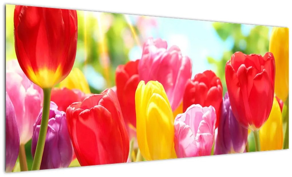 Tulipány - obraz (100x40cm)