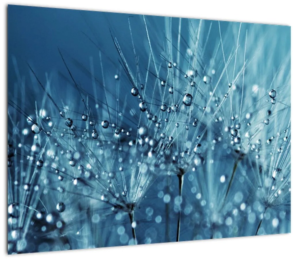 Skleněný obraz - Kapky rosy (70x50 cm)