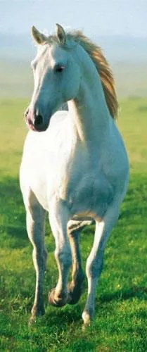 Fototapeta White Horse, rozměr 86 cm cm x 200 cm, fototapety W+G 514