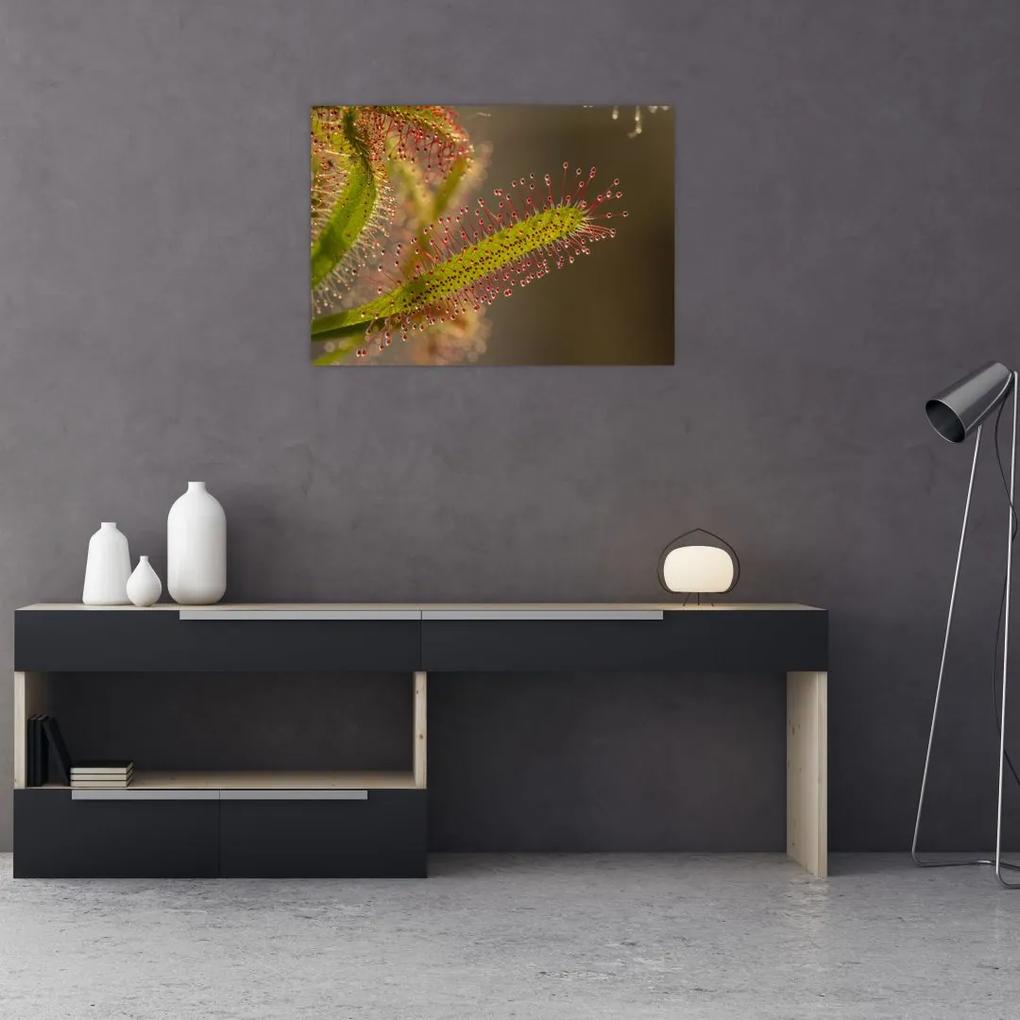 Skleněný obraz rostliny (70x50 cm)