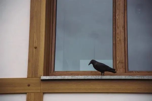 Havran plastová 3D maketa na plašení ptáků RAVEN ISO 0783, 40cm