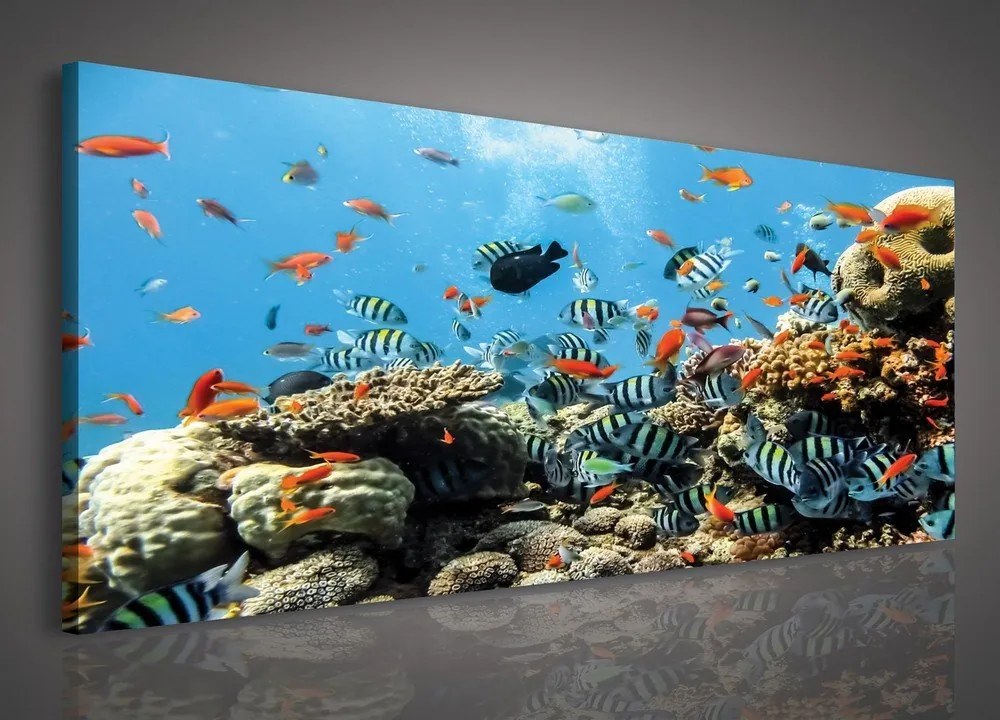 Postershop Obraz na plátně: Korálový útes - 145x45 cm