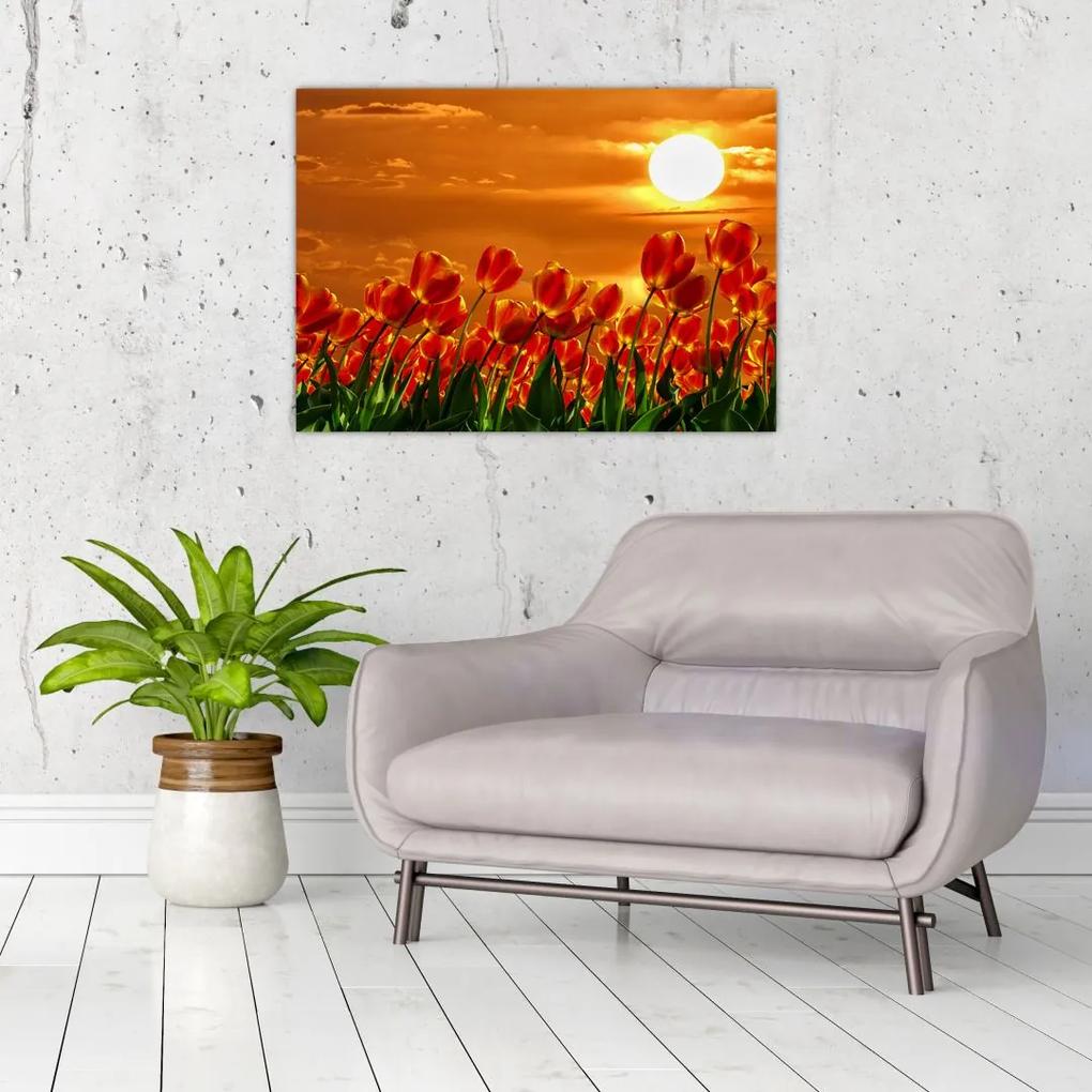 Skleněný obraz rozkvetlého lánu s tulipány (70x50 cm)