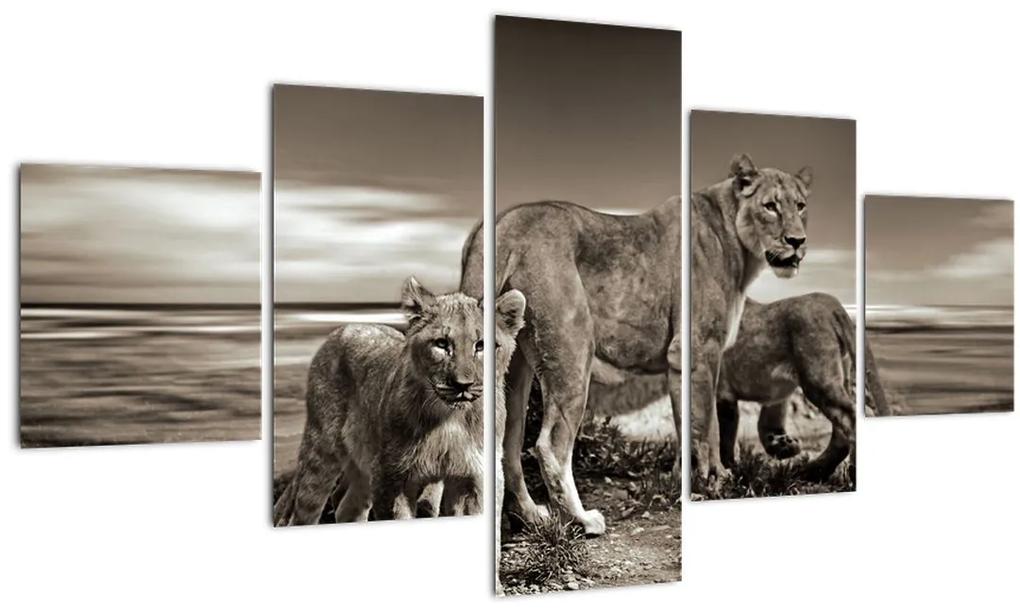 Obraz černobílých lvů (125x70 cm)