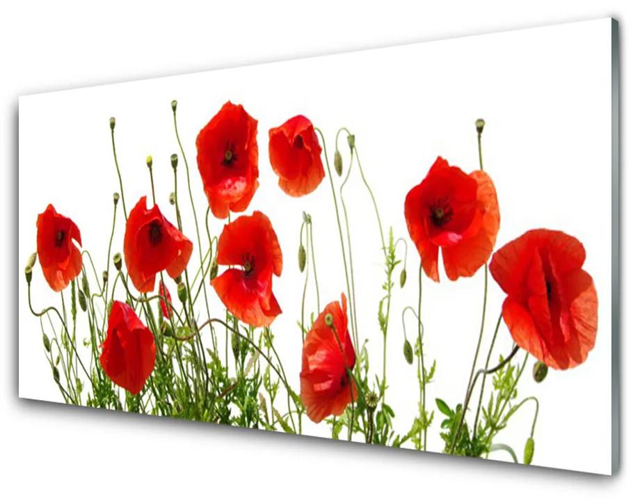 Plexisklo-obraz Máky Květiny Příroda 140x70 cm