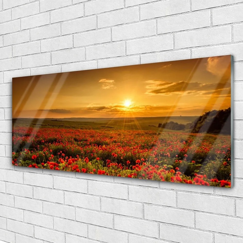 akrylový obraz Pole Máky Západ Slunce Louka 125x50 cm