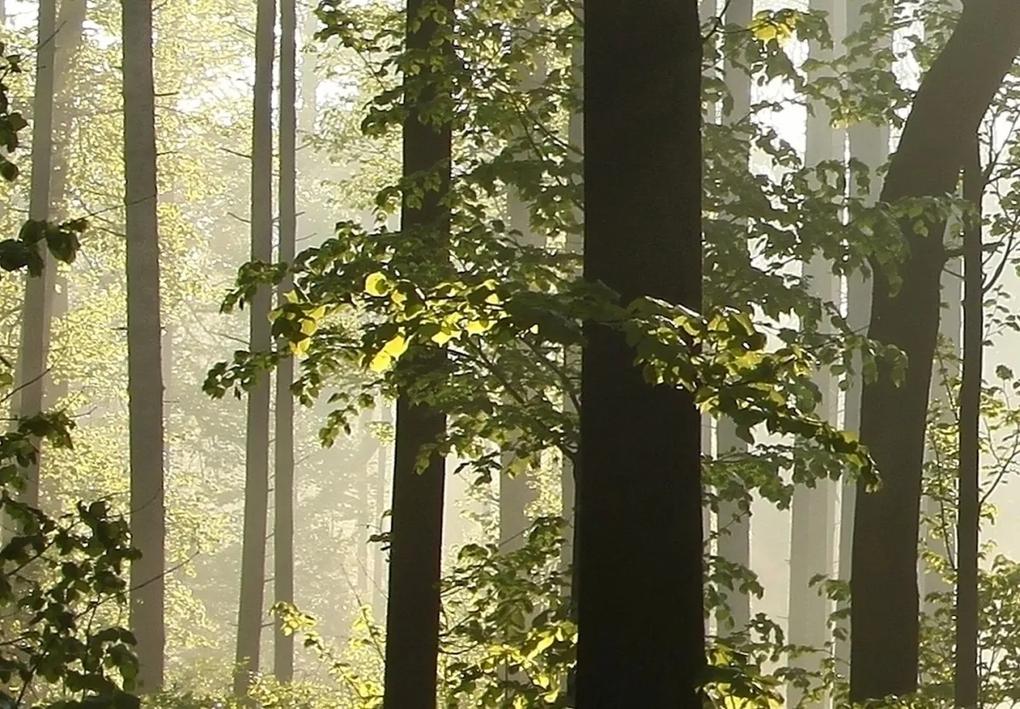 Třídílný obraz lesní kouzlo + háčky a hřebíčky ZDARMA Velikost (šířka x výška): 90x60 cm