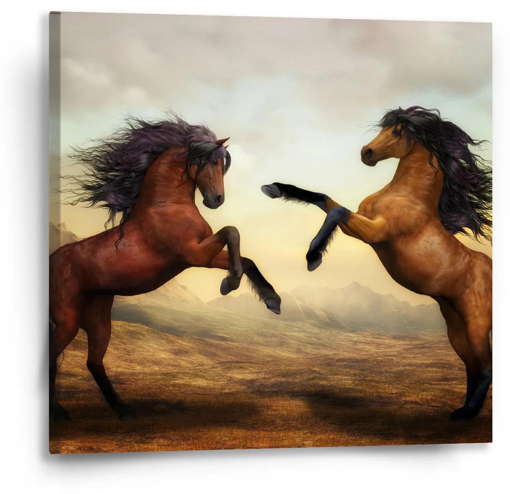 Obraz SABLIO - Vzpínající se koně 50x50 cm