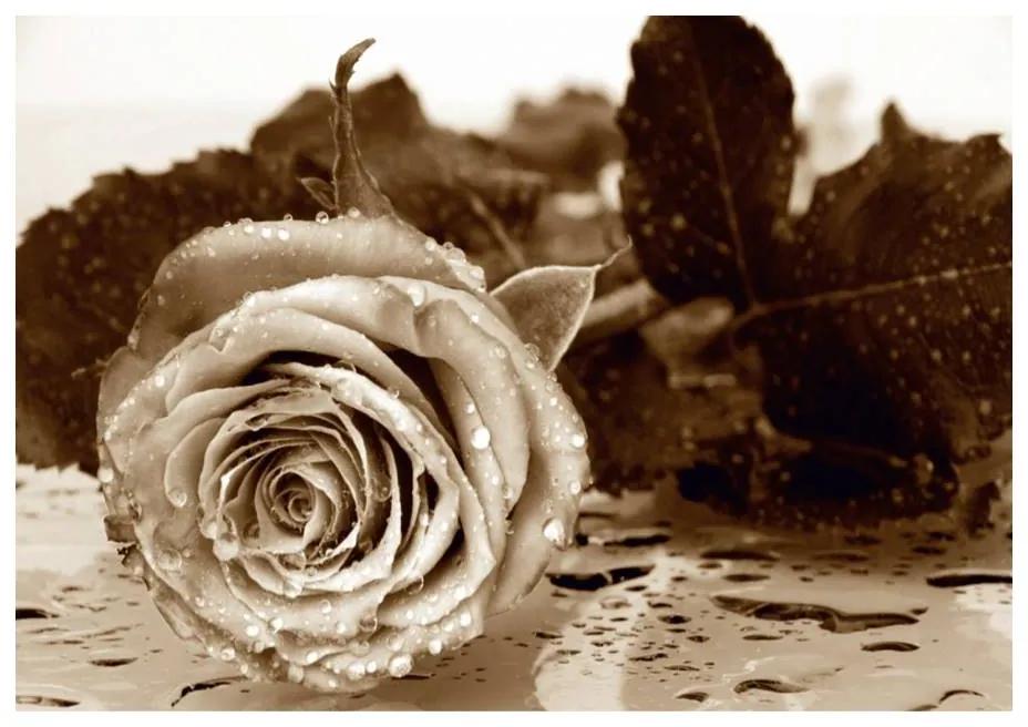 Fototapeta vliesová čtyřdílná Růže