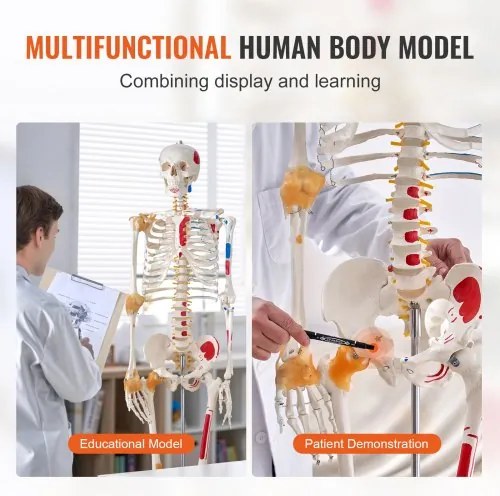 Model lidské kostry pro anatomii, 182 cm životní velikost