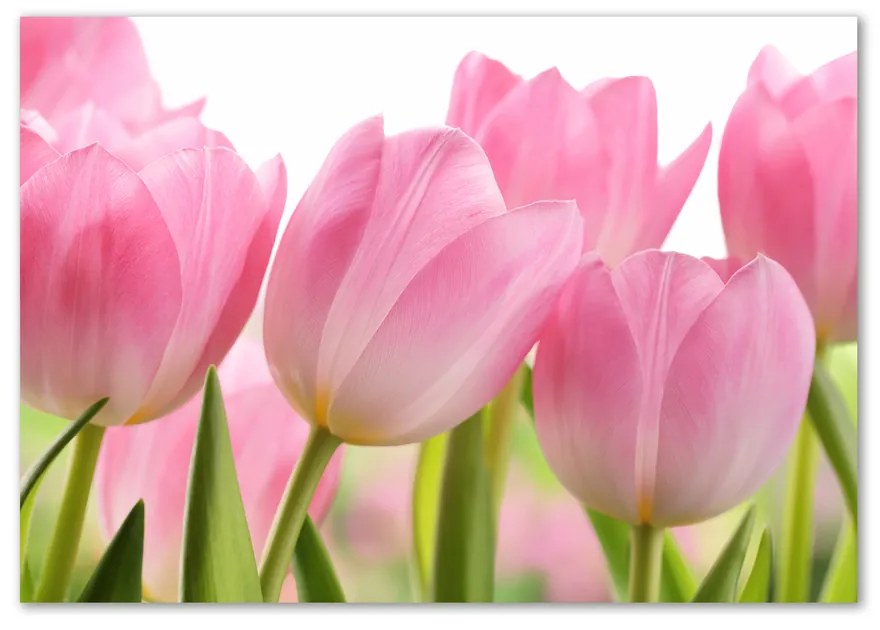 Wallmuralia Fotoobraz na skle Růžové tulipány 100x70 cm