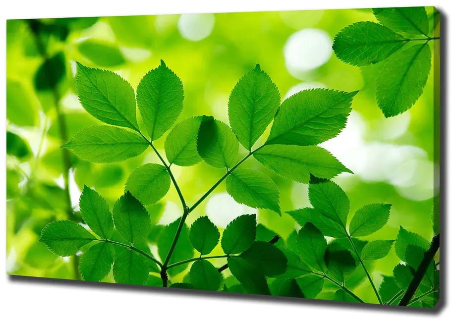 Wallmuralia Foto-obraz canvas do obýváku Zelené listí 100x70 cm