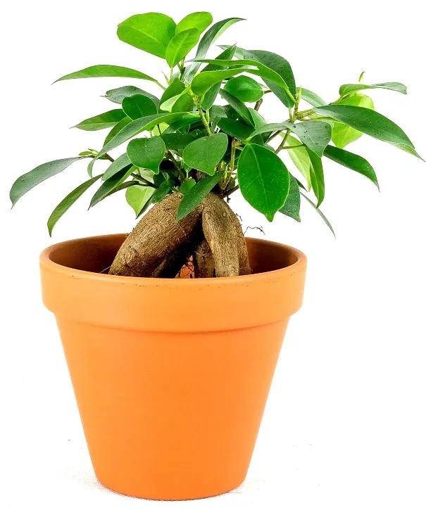 Pokojová rostlina Ficus microcarpa Ginseng, průměr 6 cm