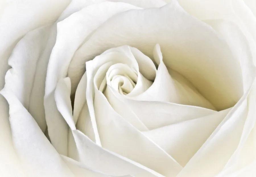 Postershop Obraz na plátně: Bílá růže (2) - 75x100 cm