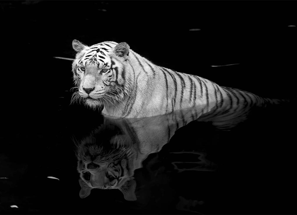 Malvis ® Tapeta Tygr v černém inkoustu Vel. (šířka x výška): 216 x 140 cm
