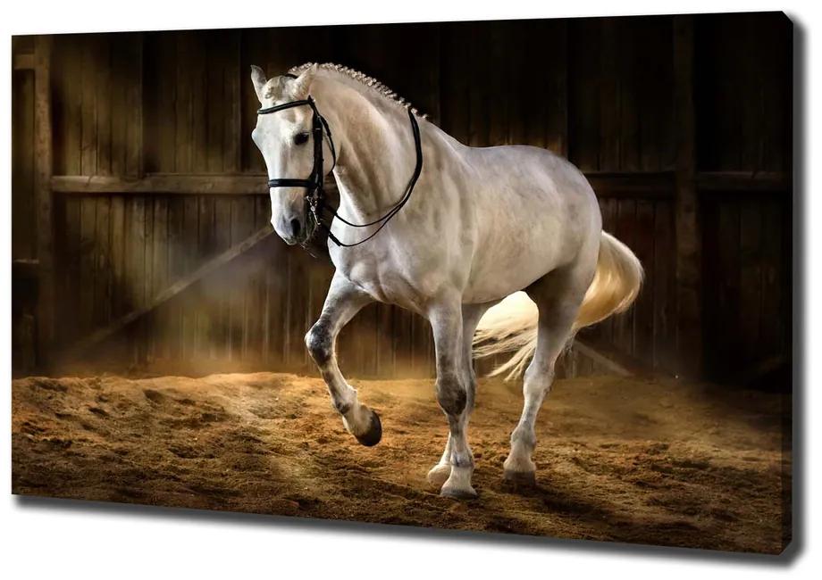 Wallmuralia Foto obraz tištěný na plátně Bílý kůň ve stáji 100x70 cm