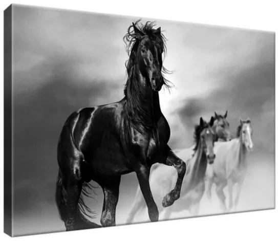 Obraz na plátně Pozorný černý kůň 30x20cm 2501A_1T