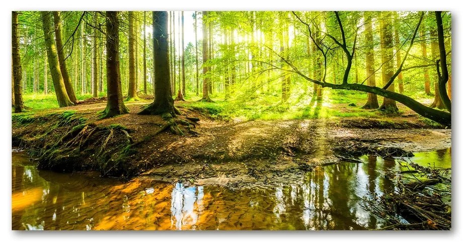 Wallmuralia Foto obraz akrylový do obýváku Rybník v lese 140x70 cm