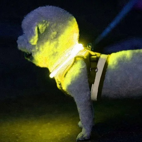 Svíticí obojek pro psy LED Purlov 24200, regulovatelný, nabíjecí USB-C