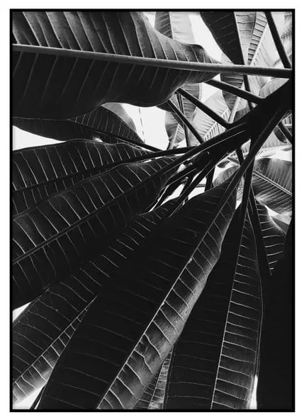 Plakát Imagioo Black Banana Leaves, 40 x 30 cm