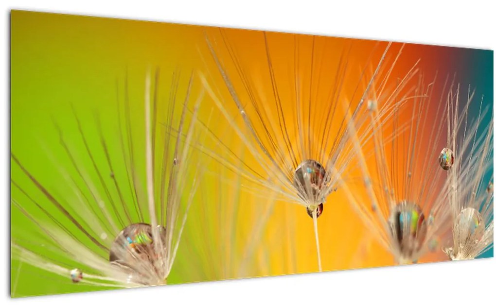 Obraz kapek na rostlině (100x40 cm), 40 dalších rozměrů