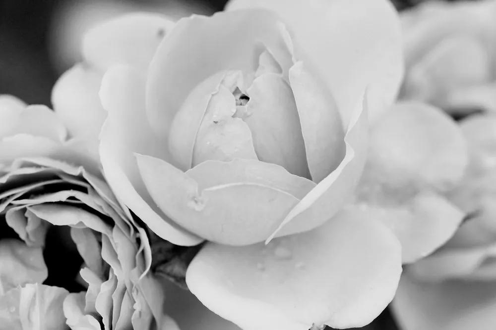 Obraz plný růží v černobílém provedení