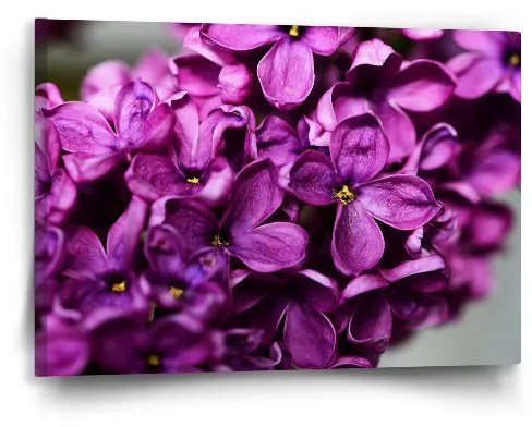 Obraz SABLIO - Fialové květy 60x40 cm